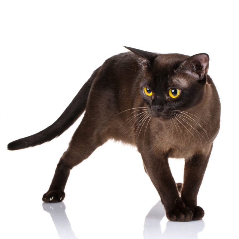 Burma katt: Rasinformation | zooplus Magasin
