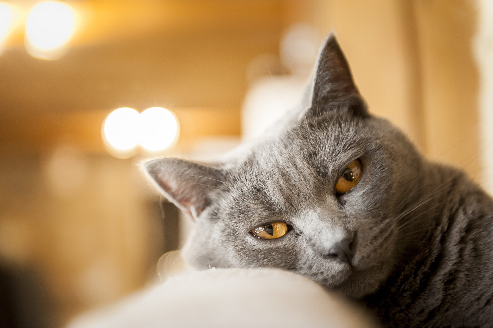 Chartreux - en intelligent och hängiven kattras | zooplus Magasin