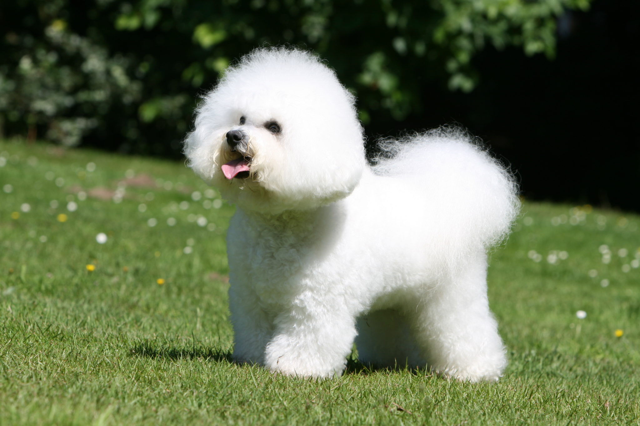 Bichon frisé - en okomplicerad charmör | zooplus Magasin