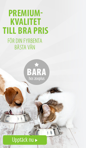 Kattraser - med bilder och information | zooplus Magasin