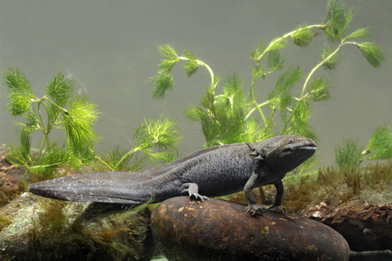 Axolotl (Mexikansk Salamander) | zooplus Magasin