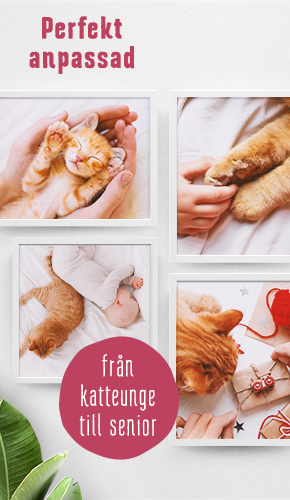 Kattraser - med bilder och information | zooplus Magasin