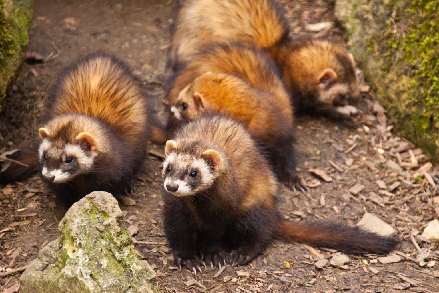 Iller: Karaktär och djurhållning | zooplus Magasin