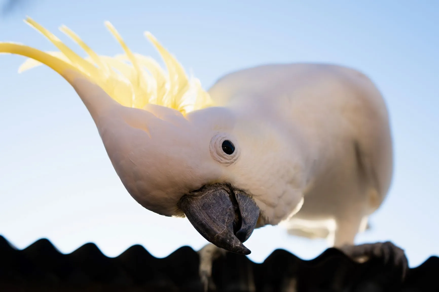 Kakadua (Cacatuidae): Karaktär, Kost & Utseende | zooplus Magazine