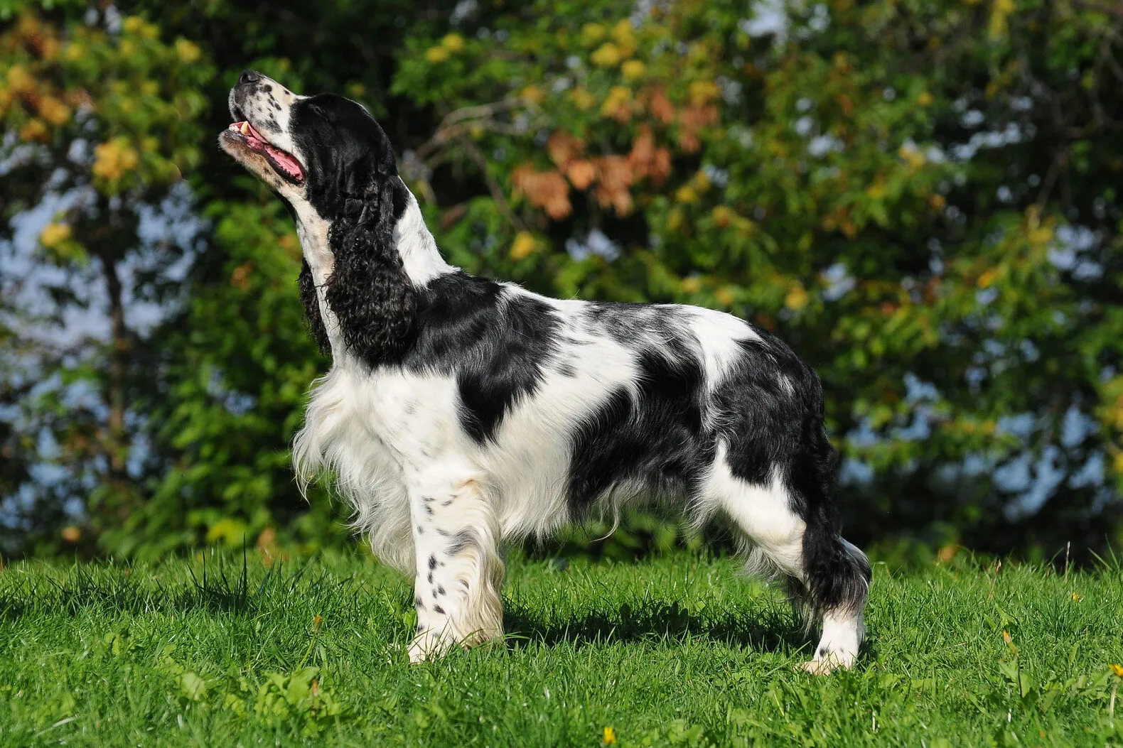 Engelsk springer spaniel: Karaktär & Skötsel | zooplus Magazine